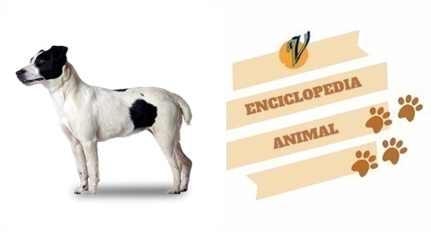 Parson Russell Terrier | Enciclopedia Animal