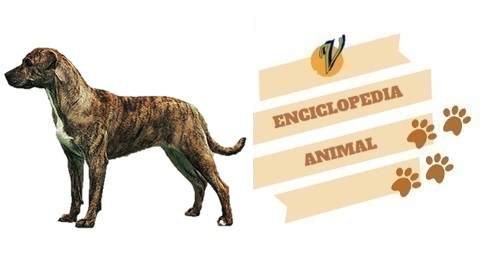 Cimarrón Uruguayo | Enciclopedia Animal