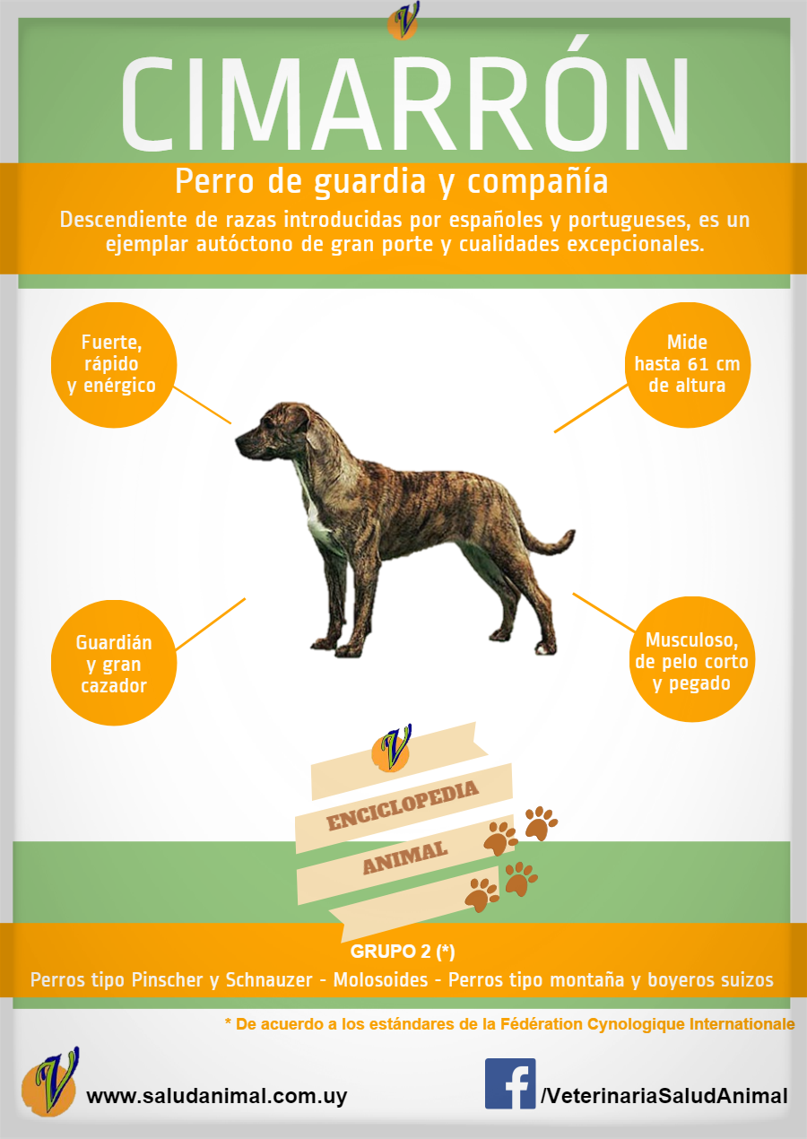 Cimarrón_post | Veterinaria Salud Animal | Montevideo, Uruguay